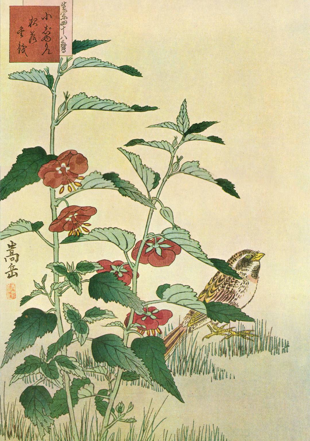 48 Falken – Lebensnah gezeichnet von Sugakudo - huebner-books